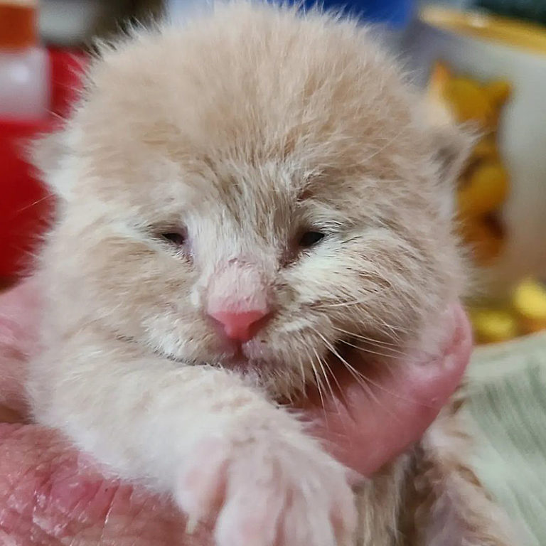 Rescuers Get Surprise When They Find Out Who 'Saved' A Kitten