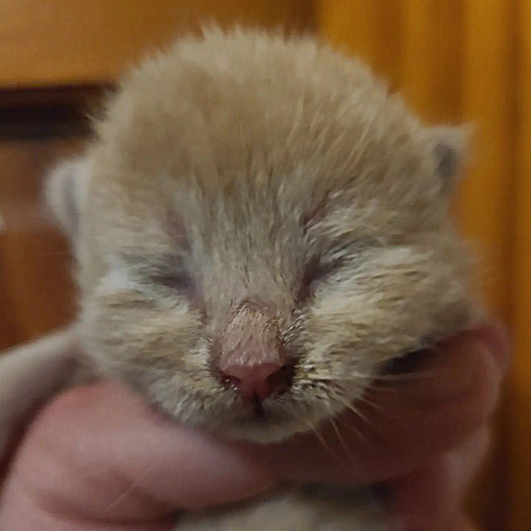 Rescuers Get Surprise When They Find Out Who 'Saved' A Kitten