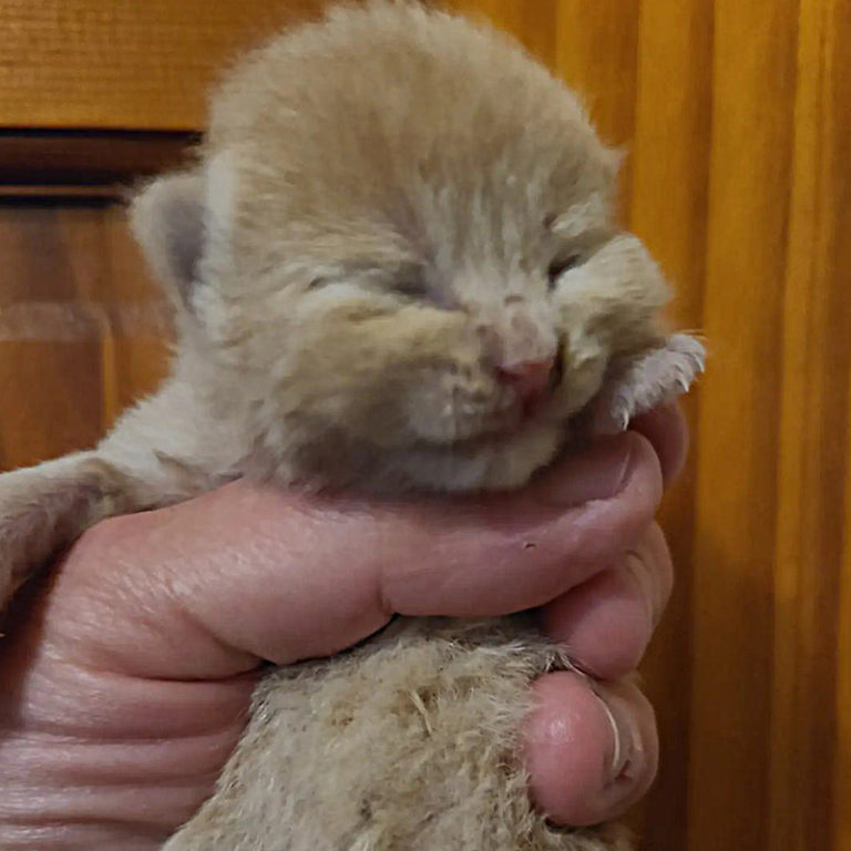 Rescuers Get Surprise When They Find Out Who 'Saved' A Kitten
