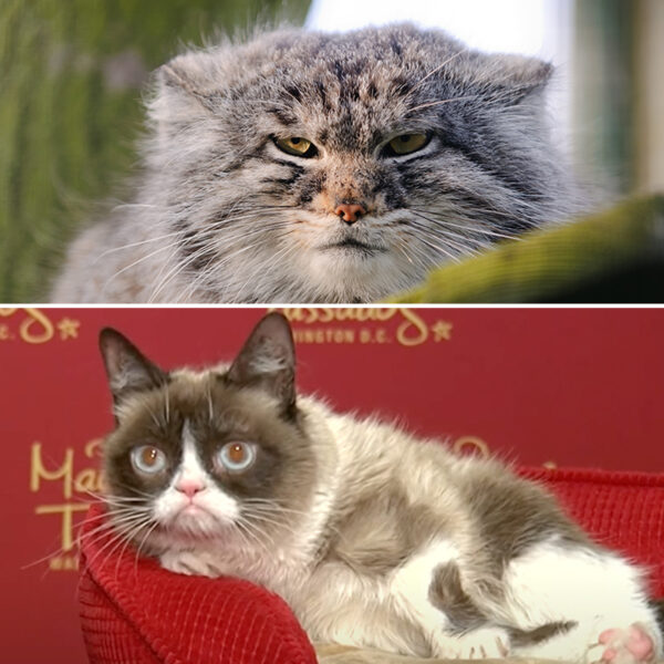 The OG Grumpy Feline, Pallas Cats, Found on Highest Mountain