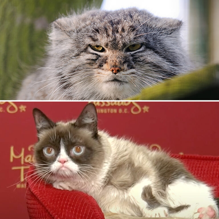 The OG Grumpy Feline, Pallas Cats, Found on Highest Mountain