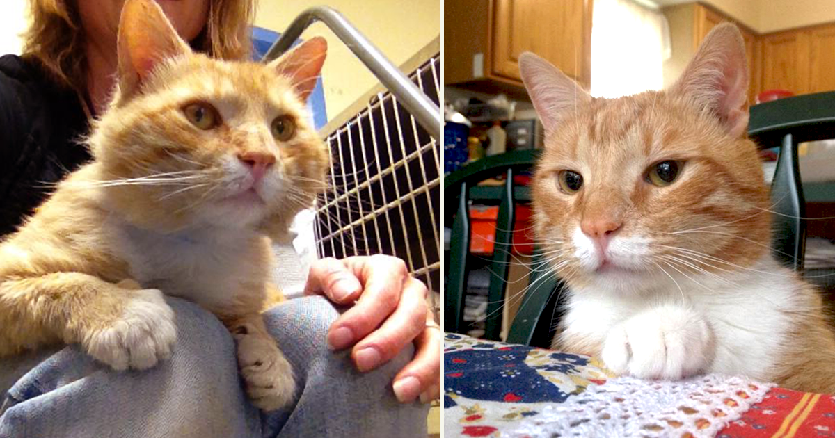 Lenny's Inspirational Life Shows Why We Advocate For FIV+ Cats