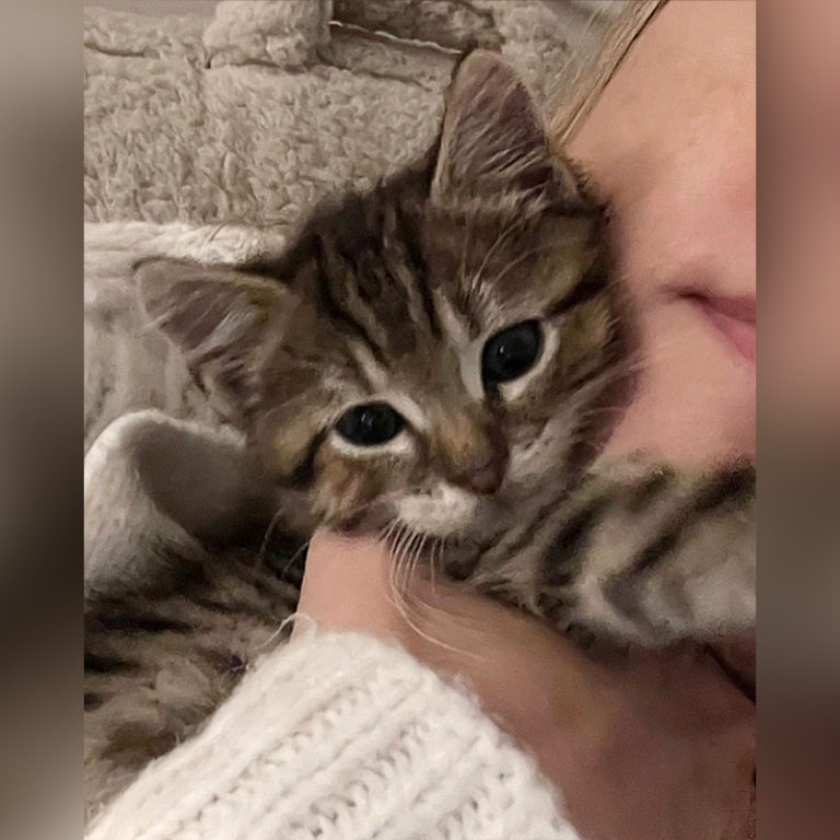 Moonbeam the Kitten Tries to Look Scary, Is All Cuddles and Purrs'