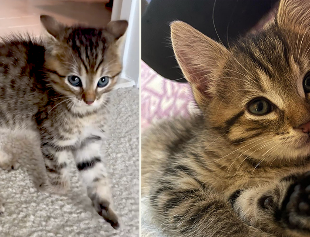 Candace the Rescued Kitten Looks Like the Cutest Masked Superhero