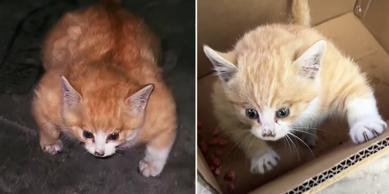 Video of 'Bloated' Cat Naer Goes Viral, But What is Happening?