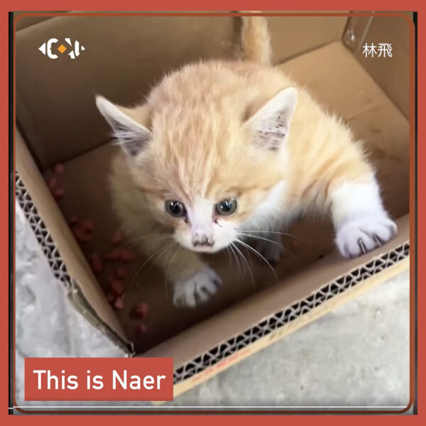 Video of 'Bloated' Cat Naer Goes Viral, But What is Happening?