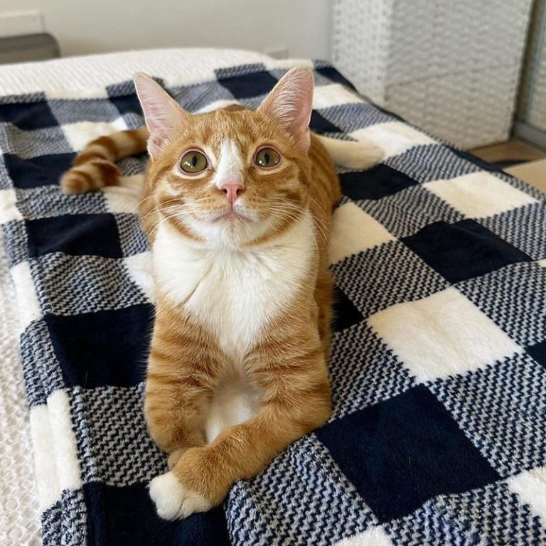 'Otter' No Longer Wears Helmet After Successful Brain Surgery