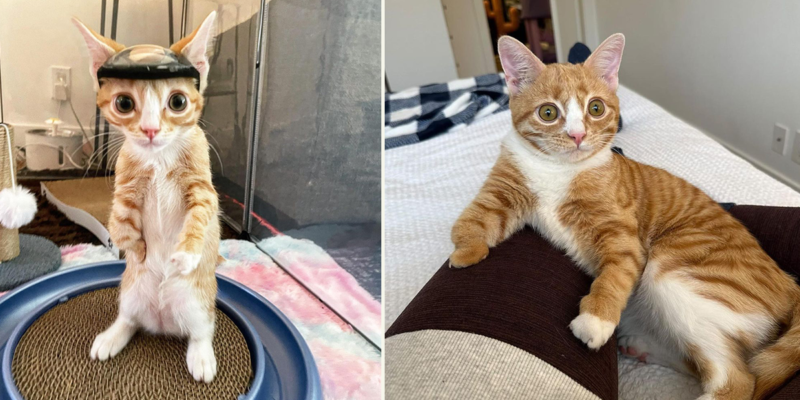 'Otter' No Longer Wears Helmet After Successful Brain Surgery