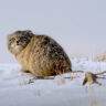 The OG Grumpy Feline, Pallas Cats, Found on Highest Mountain