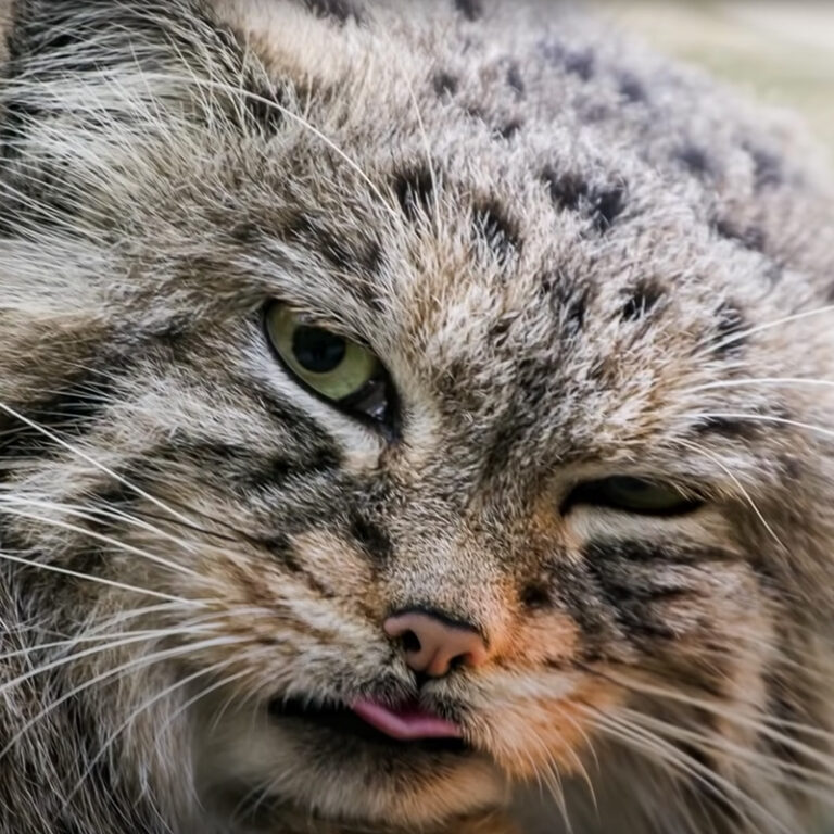 The OG Grumpy Feline, Pallas Cats, Found on Highest Mountain