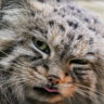 The OG Grumpy Feline, Pallas Cats, Found on Highest Mountain