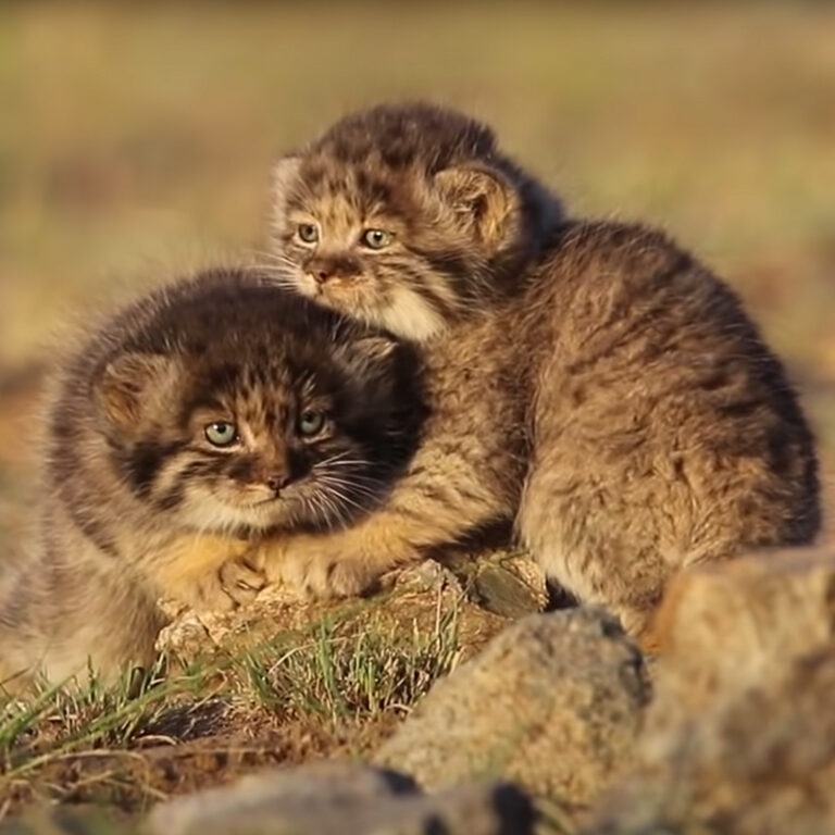 The OG Grumpy Feline, Pallas Cats, Found on Highest Mountain