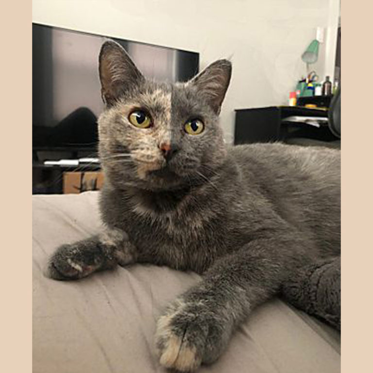 Chicago Volunteers Celebrate Cats That Found Homes In 2 Weeks