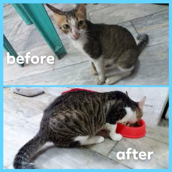 Rescuer Shares Cutest Video of Once Abused Cat With Caring Vet