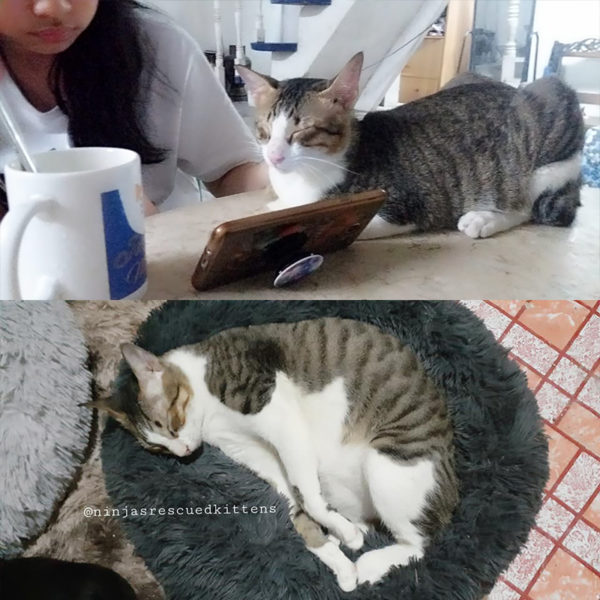Rescuer Shares Cutest Video of Once Abused Cat With Caring Vet