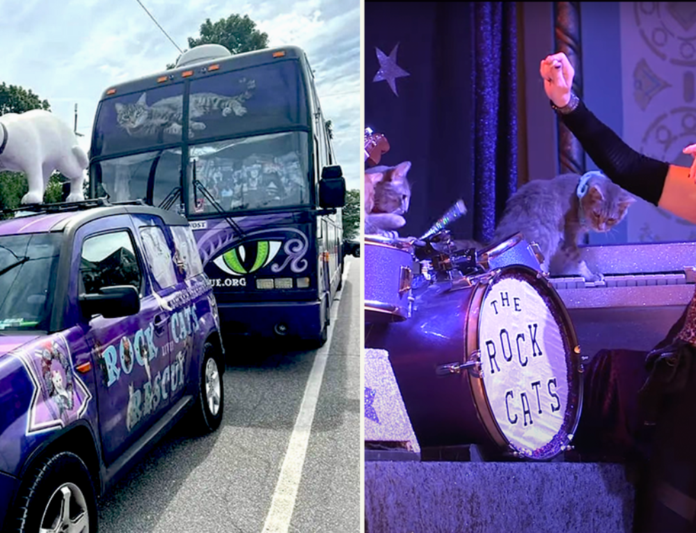 25 Interesting Facts About Cats You May Not Have Known - Cole & Marmalade