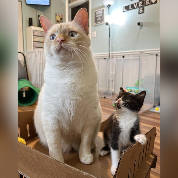 Double Trouble Kittens Fit in the Palm of Foster Mom's Hand