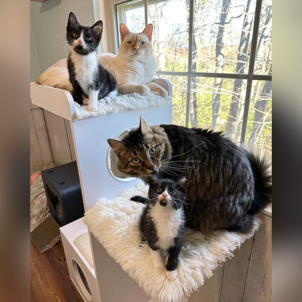 Double Trouble Kittens Fit in the Palm of Foster Mom's Hand
