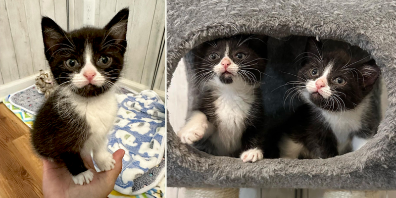 Double Trouble Kittens Fit in the Palm of Foster Mom's Hand