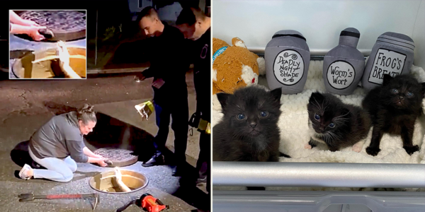 Home - Cole & Marmalade