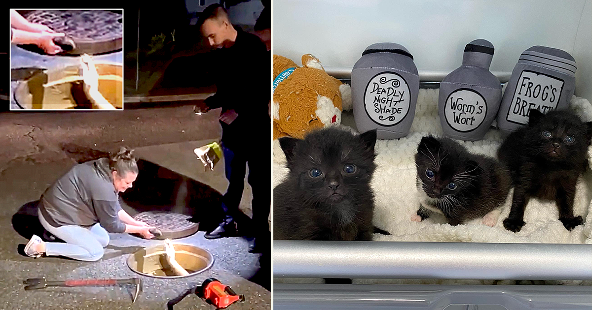 Rescuers Save Lock, Shock, Barrel from Storm Drain 'Nightmare'
