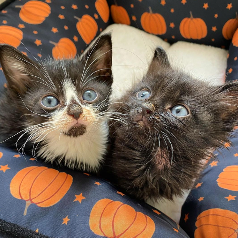 Rescuers Save Kittens from Car Engines Late in FL Kitten Season