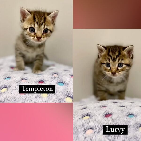 Tennessee Rescuer Shares Adventures of 'Charlotte's Web Litter'