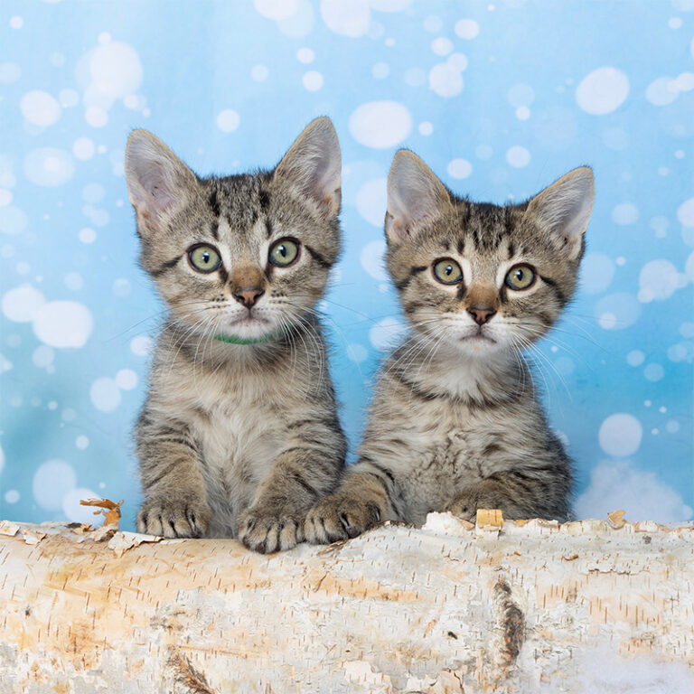 Tennessee Rescuer Shares Adventures of 'Charlotte's Web Litter'