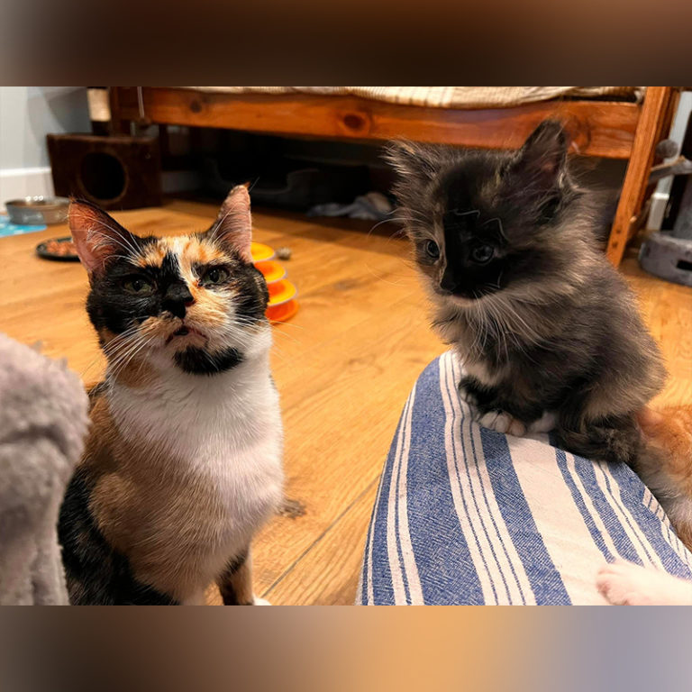 'Tullamore Dew' and Whiskey Kittens are Top Shelf for Rescuers