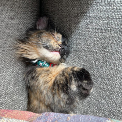 'Tullamore Dew' and Whiskey Kittens are Top Shelf for Rescuers