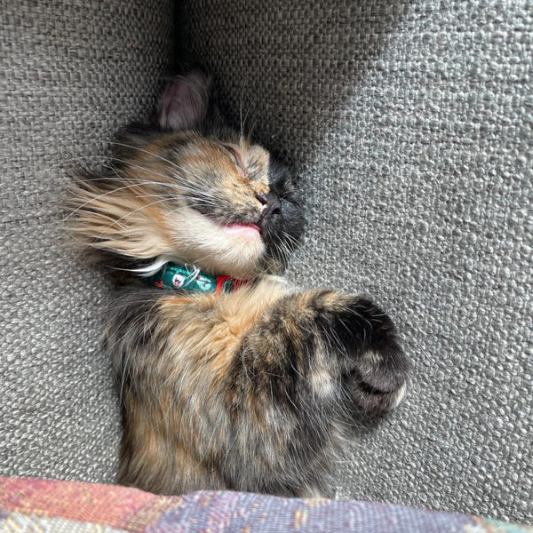 'Tullamore Dew' and Whiskey Kittens are Top Shelf for Rescuers