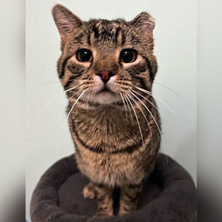 Rescuers Spend New Year's Eve Saving Cats with Frostbite