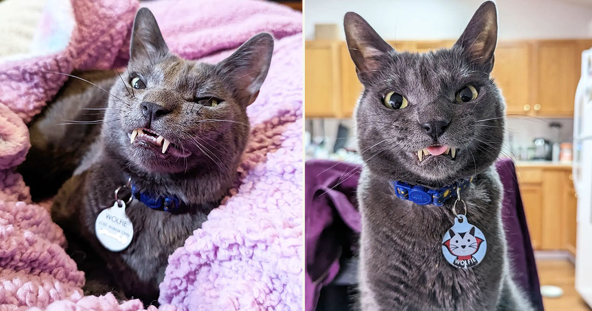 Beloved Rescue Wolfie Educates About Cats with Tummy Troubles