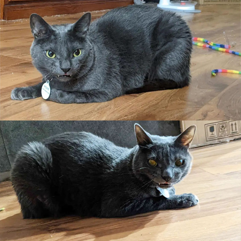 Beloved Rescue Wolfie Educates About Cats With Tummy Troubles