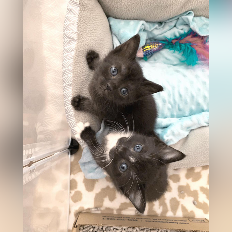 Xavier and Xandria are Tiny Treasures in Kitten Foster Home