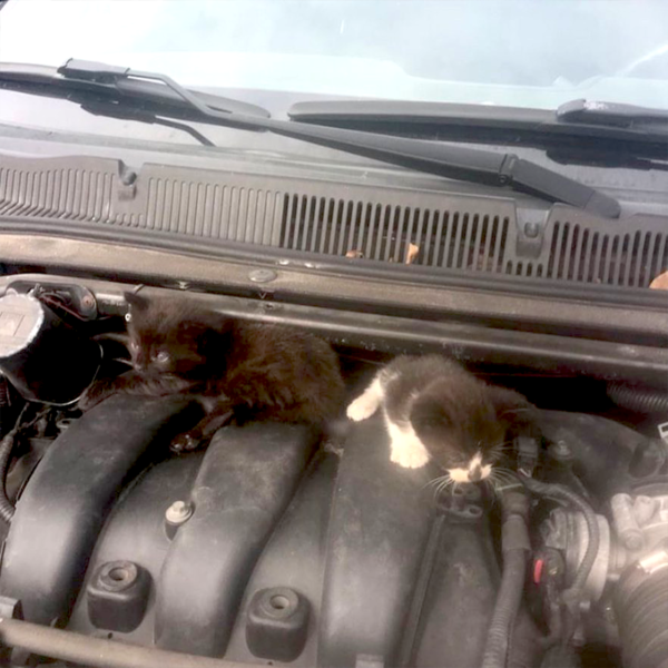 Rescuers Save Kittens from Car Engines Late in FL Kitten Season