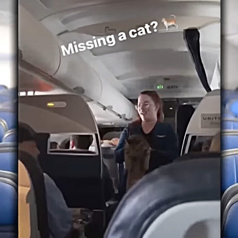 Cat Escapes and Demands First Class Treatment On Airplane