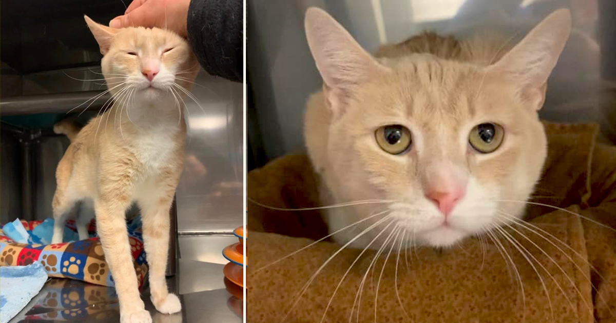 Bruno Returned For Being 'Too Affectionate,' Now Most Wanted Cat