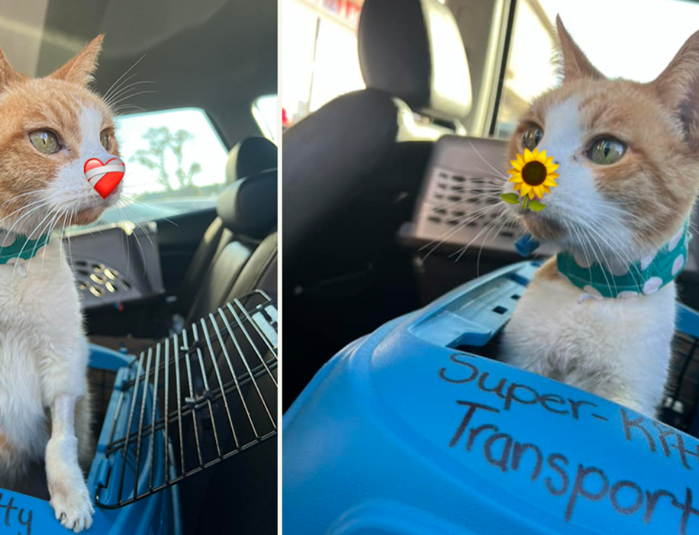The OG Grumpy Feline, Pallas Cats, Found on Highest Mountain