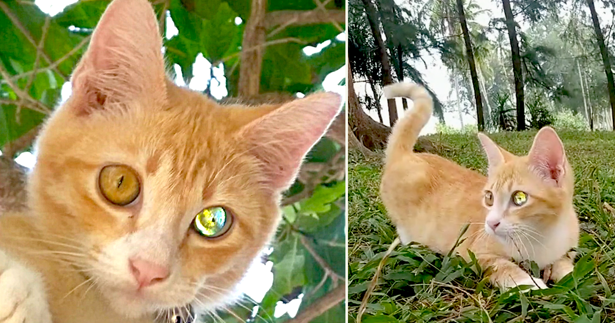 Rare 'Diamond-Eyed Cat' in Viral Video Raises Questions