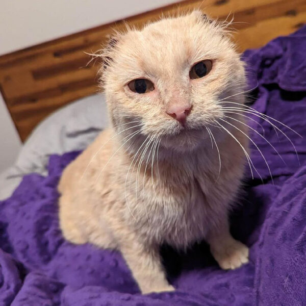 Good Samaritan and Rescuers Save Cat Found Frozen