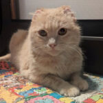 Good Samaritan and Rescuers Save Cat Found Frozen