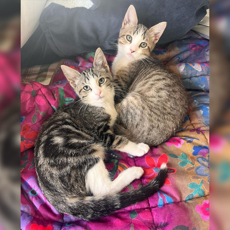 Magnolia's 'Patented Scream' Echoes Through Kitten Foster Home