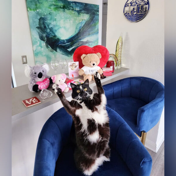 Cat Daddies Across America Share Their Stories of Loving Cats