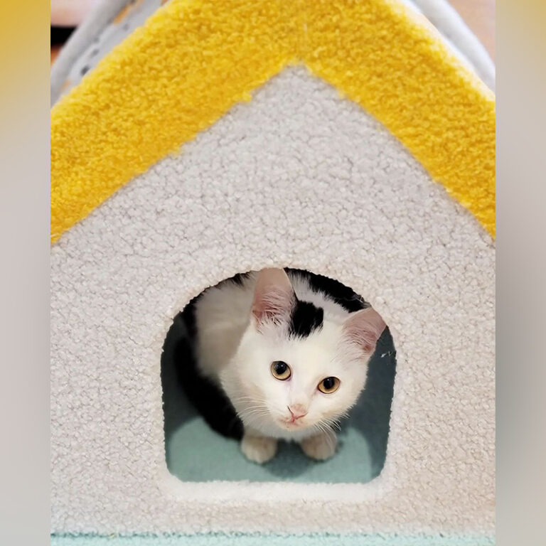 Jonesy, Named for 'Alien' Cat, Delights Rescuers with Silly Antics