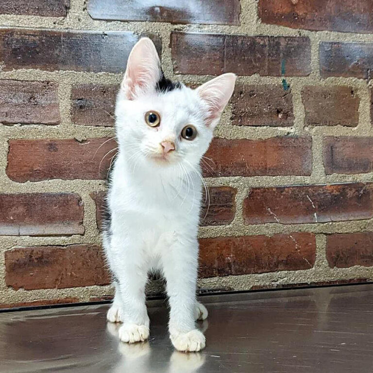 Jonesy, Named for 'Alien' Cat, Delights Rescuers with Silly Antics