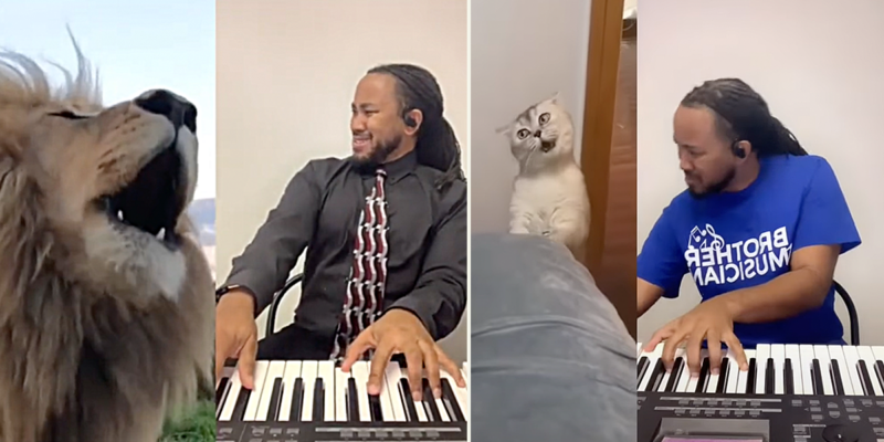 Soul 'Meowsic': Cats Find Pianist to Translate Emotional Renditions