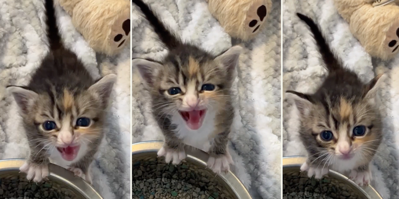 Magnolia's 'Patented Scream' Echoes Through Kitten Foster Home