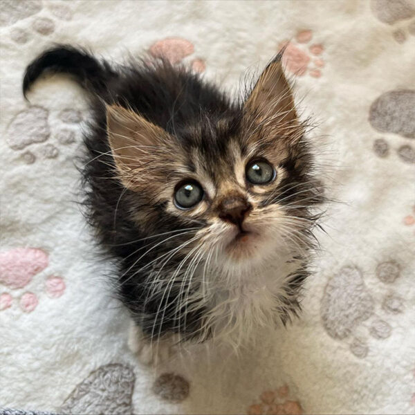 Miles the Rescued Kitten Goes from Scruffy to Melting Hearts