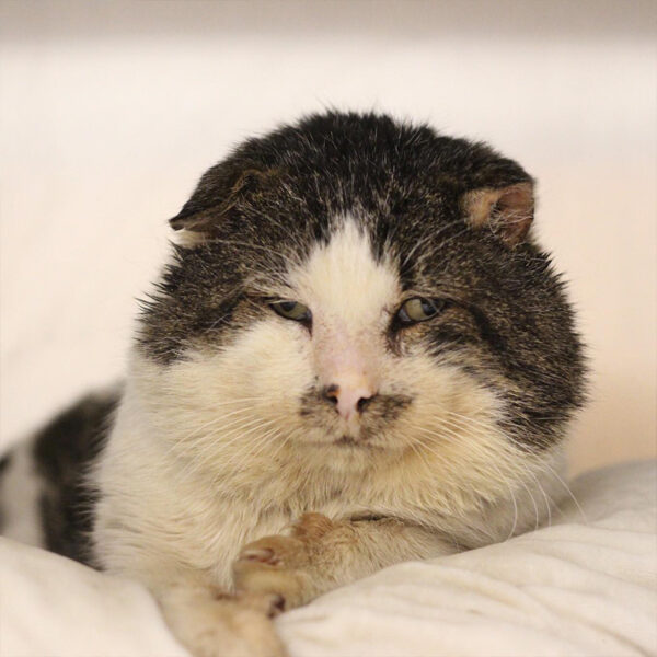 FIV+ Cat, Sir Thomas Moneycheeks Steal Hearts, Finds 2 Homes